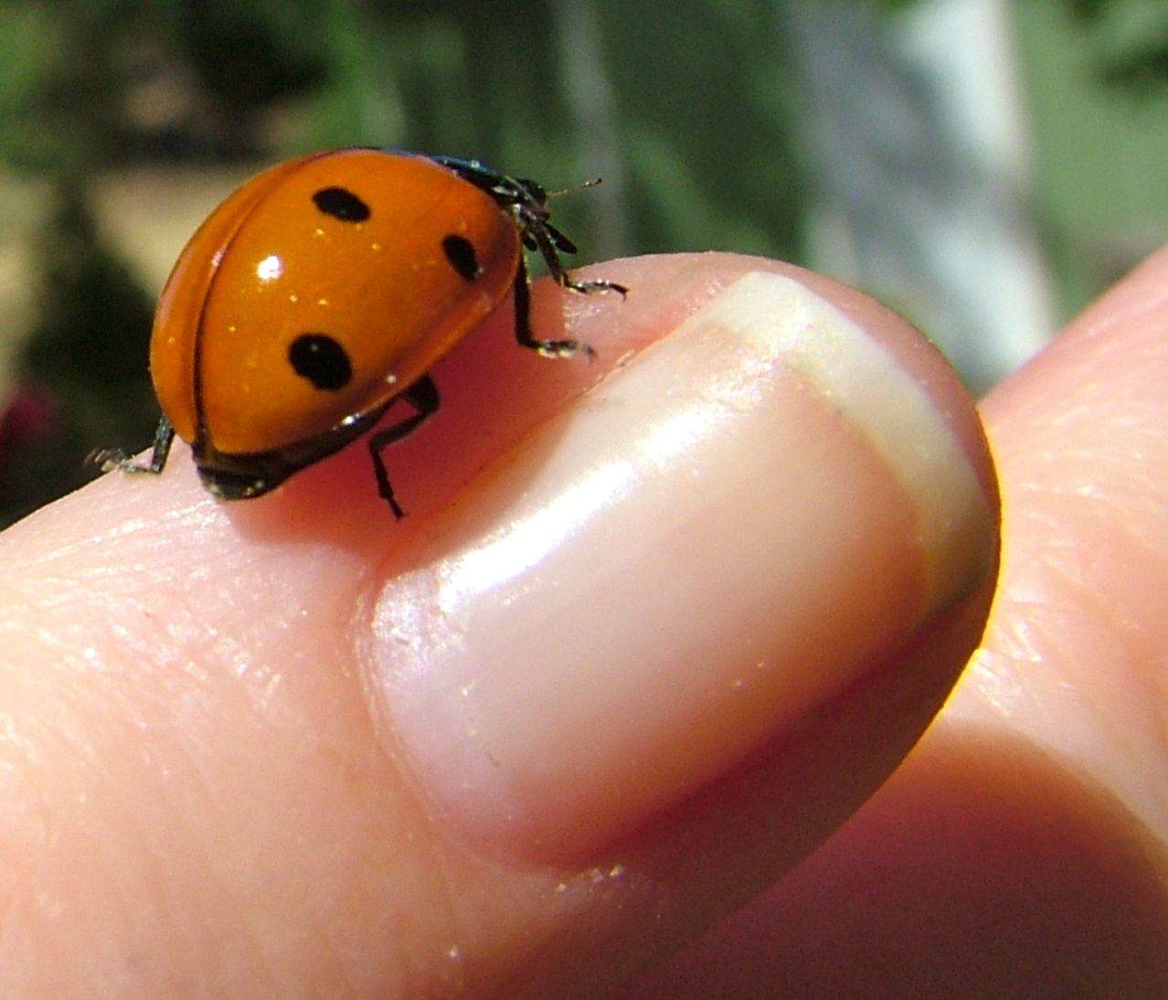 Buggy!!! - Terre Verte Landscape Design